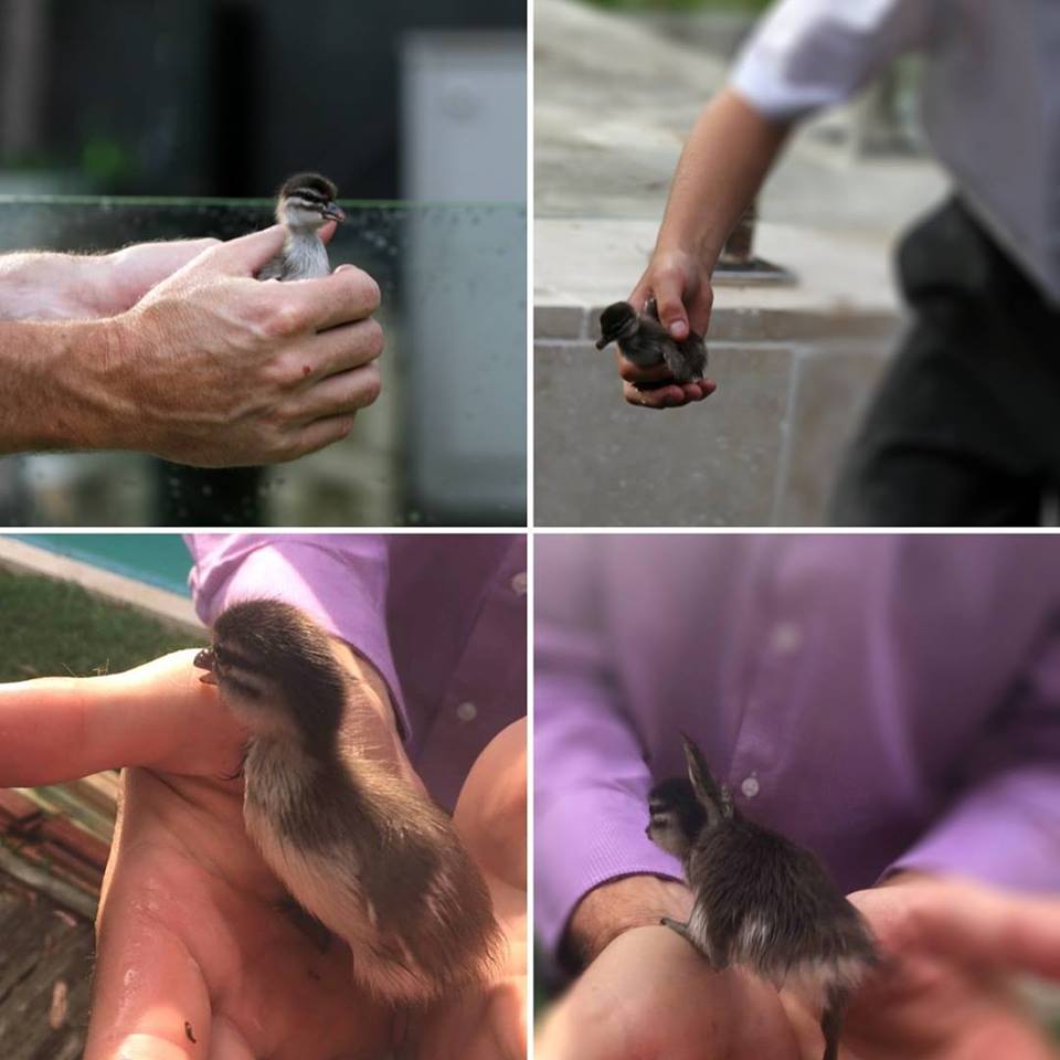 Pittwater Online News