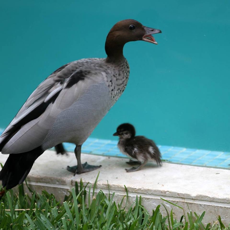 Pittwater Online News