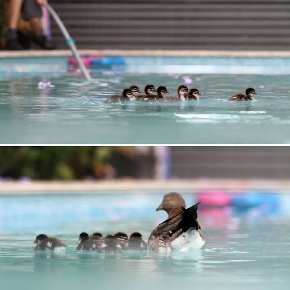 Pittwater Online News