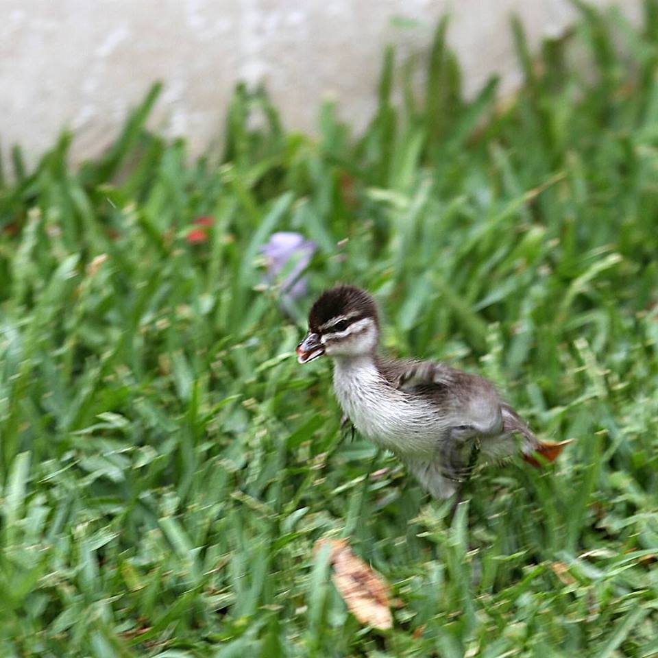 Pittwater Online News