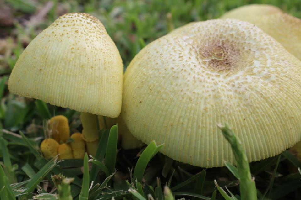 Pittwater Online News