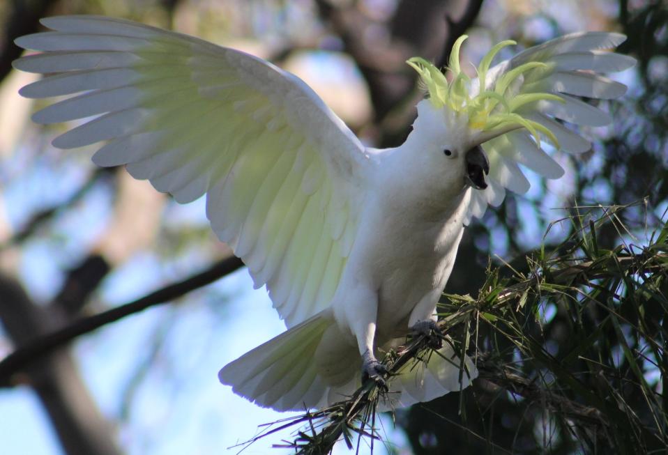 Pittwater Online News