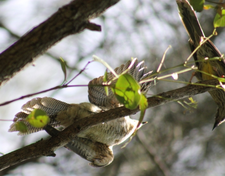 Pittwater Online News