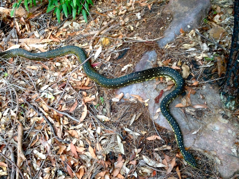 Pittwater Online News