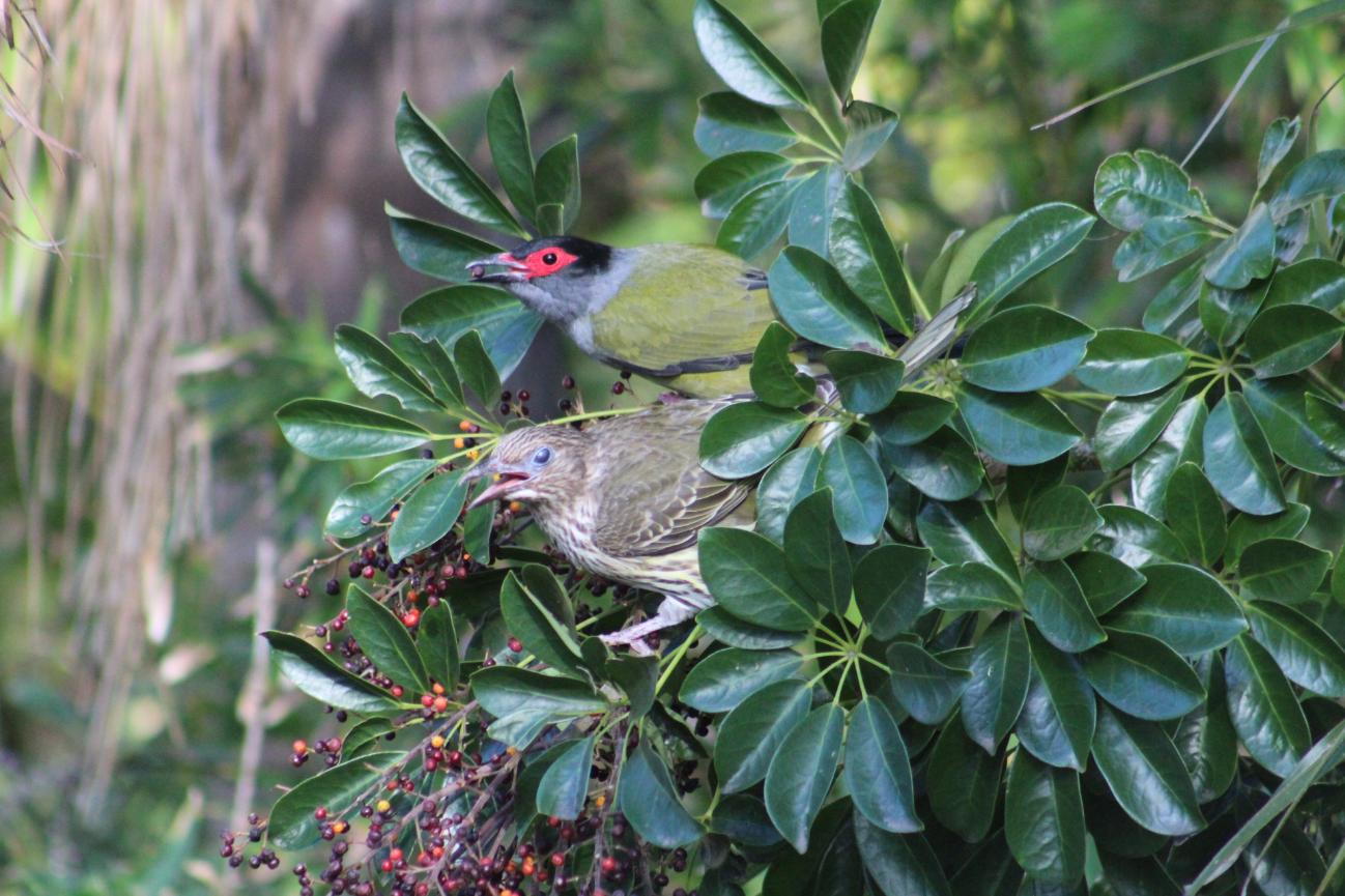 Pittwater Online News