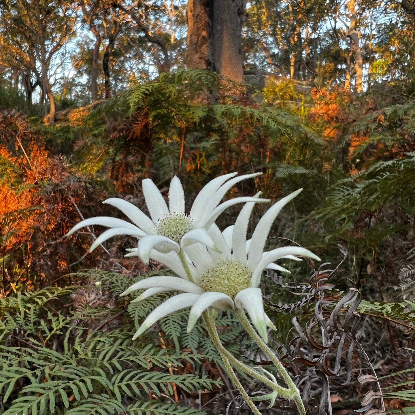 Pittwater Online News