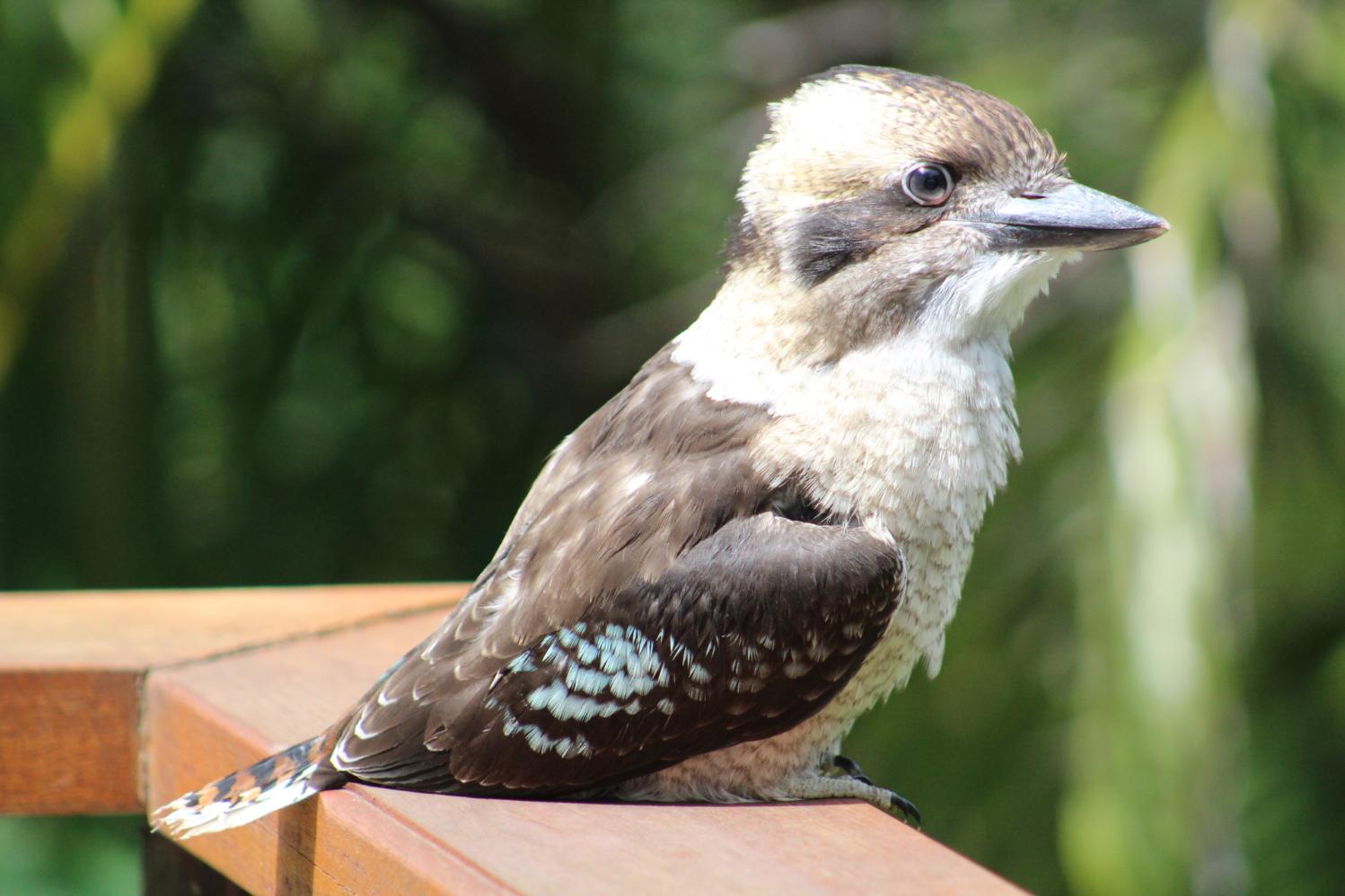 Pittwater Online News