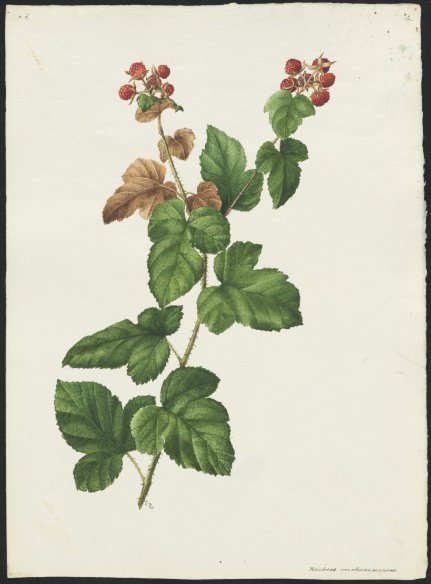 Pittwater Online News