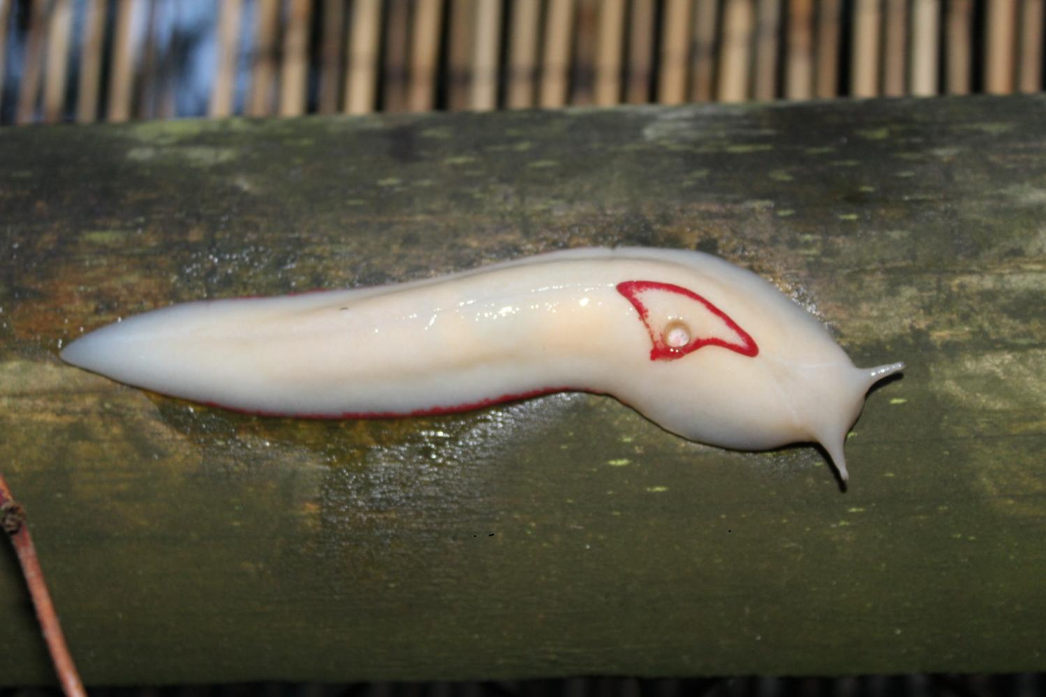 Pittwater Online News