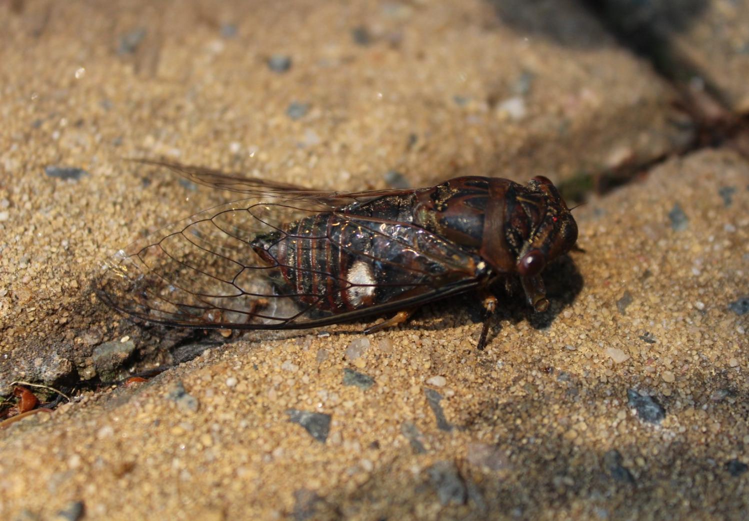 Pittwater Online News