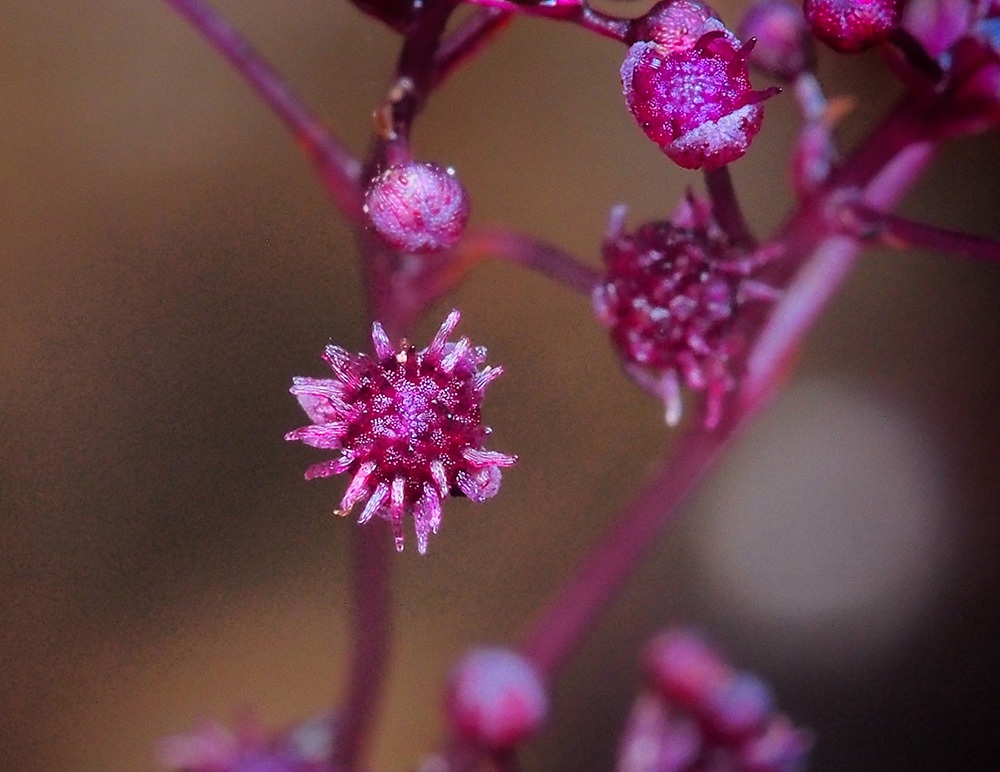 Pittwater Online News