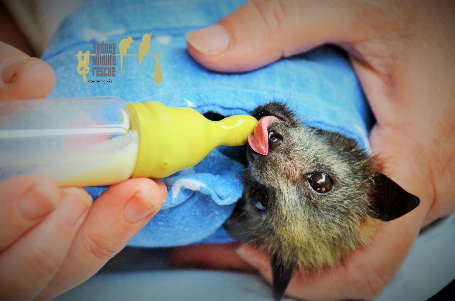 Pittwater Online News