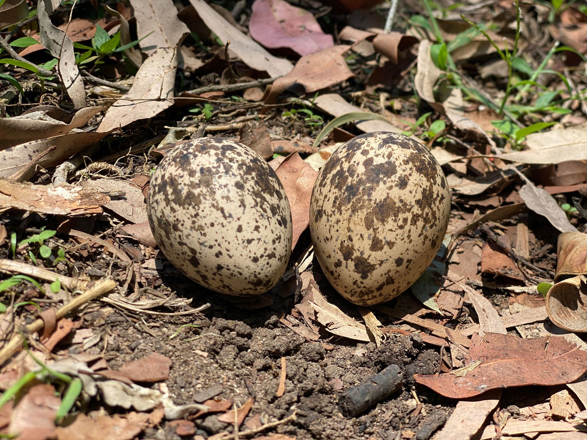 Pittwater Online News