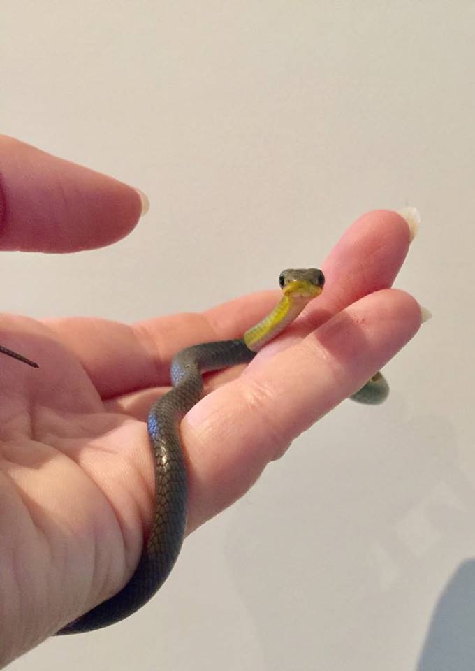 Pittwater Online News